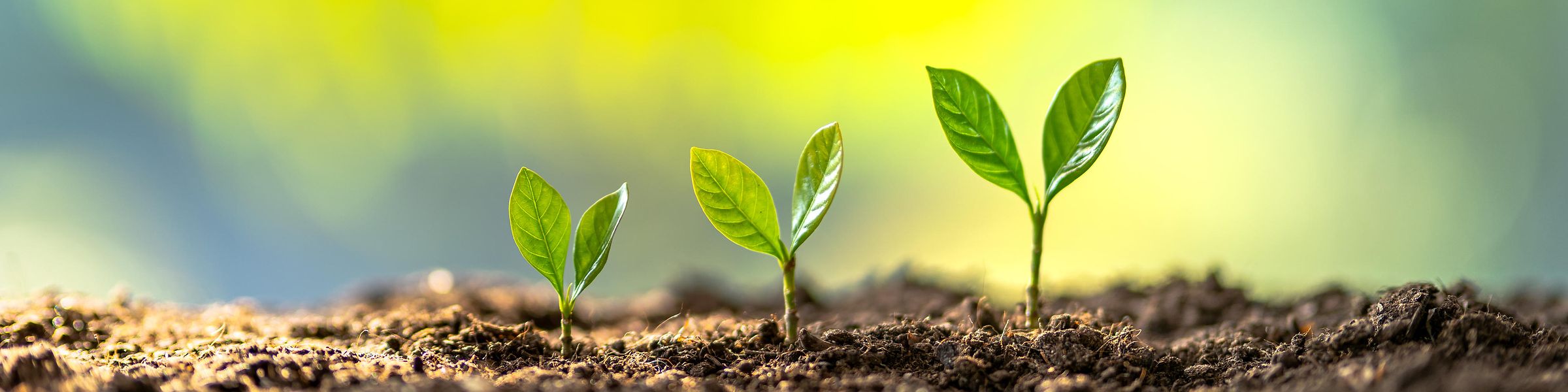 Garbage Disposal Timeline | Contribution to Food Waste Sustainability ...