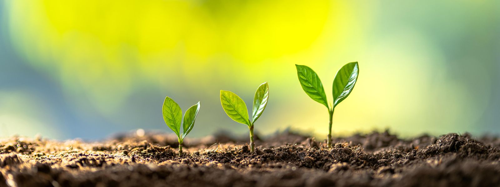 Garbage Disposal Timeline | Contribution to Food Waste Sustainability ...